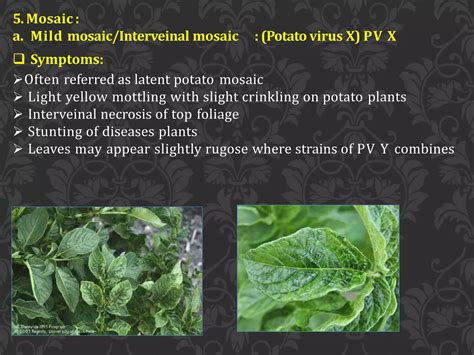Diseases Of Potato Pptx