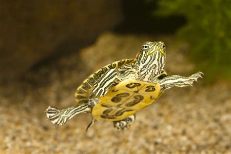 Red Eared Slider Pond