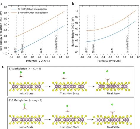 Thermodynamic And Kinetic Differences During Methylation Of The Two