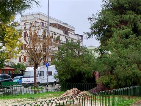 Maltempo Cade Altro Pino In Piazza Cezza Ilgiornaleditrani