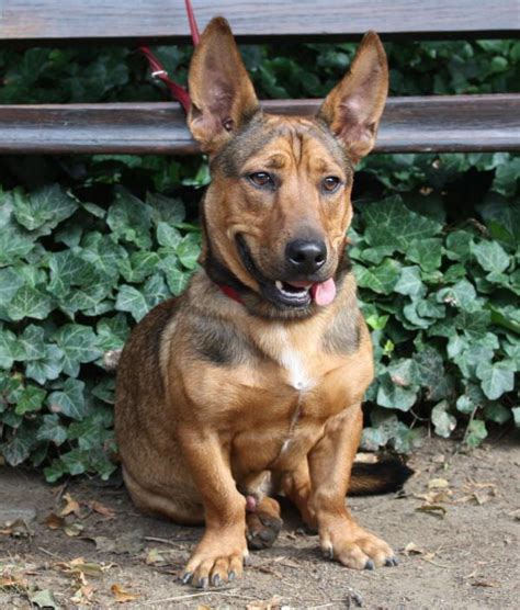 Dachshund Mixed With German Shepherd