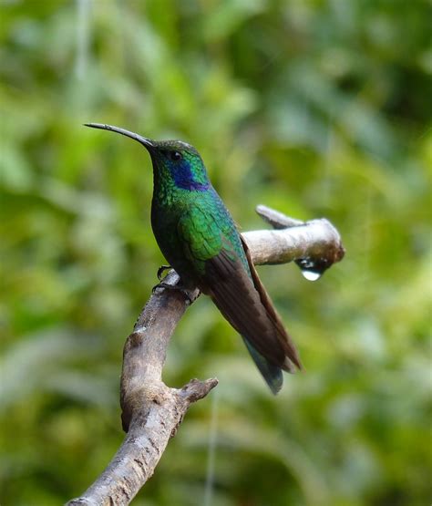 Colibri Costa Rica Ngid2036214801 Naturguckerde