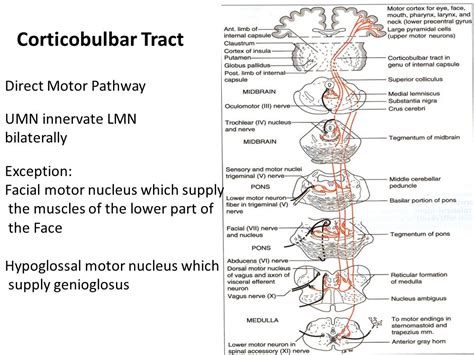 Corticobulbar Tract Pathway