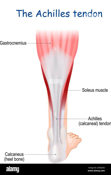 The Achilles Tendon Serves To Attach The Plantaris Gastrocnemius Calf