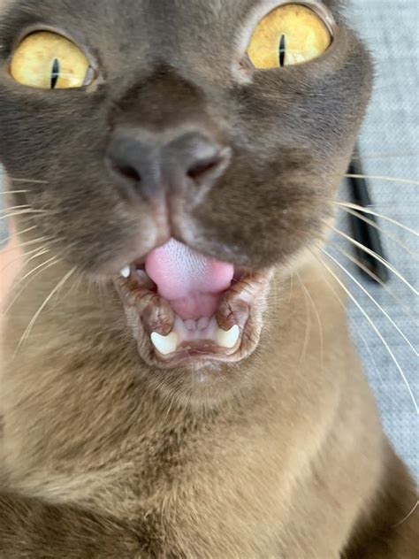 18 Cats Making The Funniest Faces Of All Time