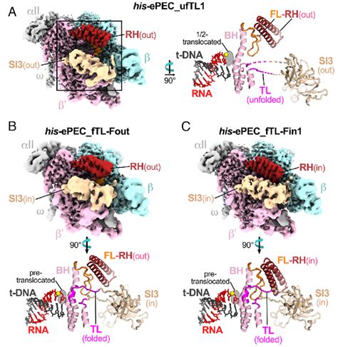 Cryo Em Analysis Of Directly Reconstituted His Epec A The Overall
