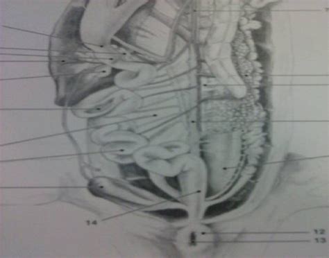 Necturus Digestive 2 Quiz