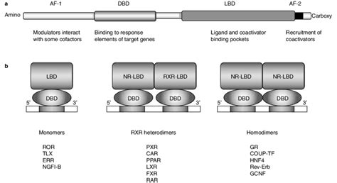 Structure Of Nuclear Receptors And Their Functional Domains A Basal