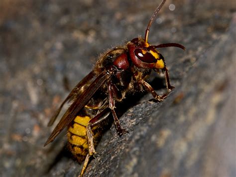 Paper Wasps And European Hornets What S The Difference Ottima