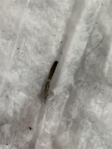 Found This On Rmicroscopy Horrifying This Is How I Removed A Scabie