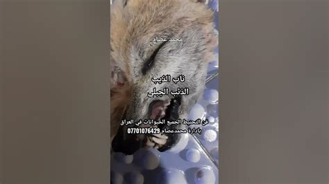 ناب الذيب 07701076429 Youtube