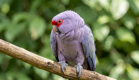 Pacific Parrotlet Tiny Bird Big Personality And Complete Care Guide