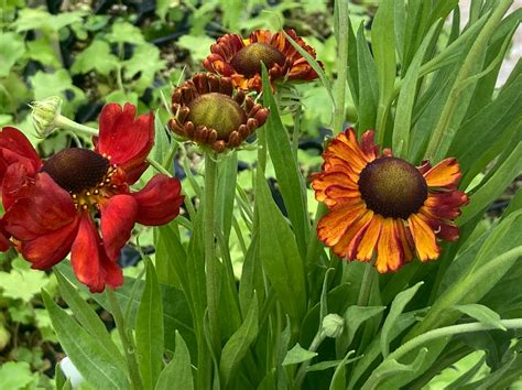 Helenium Red Army Champion Plants