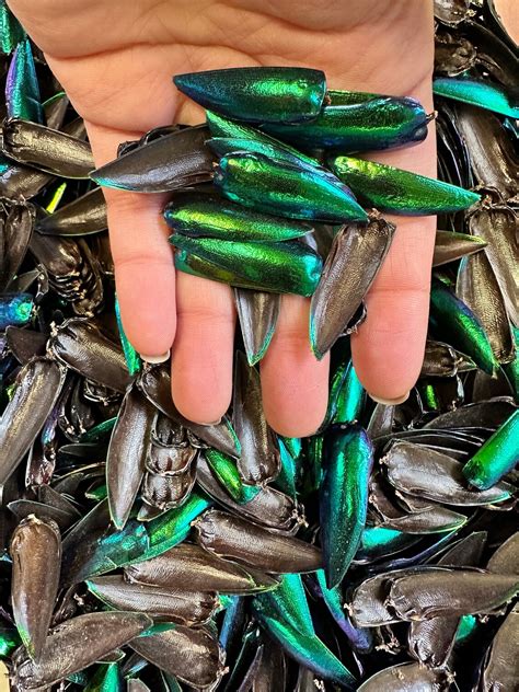 Jewel Beetle Elytra For Art Crafts Jewelry Real Etsy