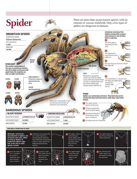External Arachnid Spider