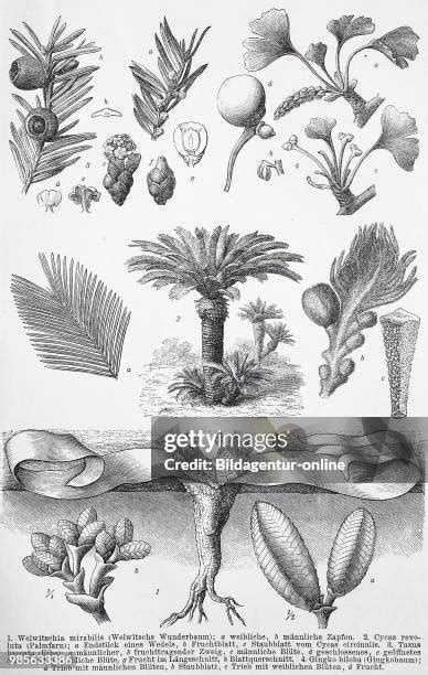 Cycas Photos And Premium High Res Pictures Getty Images