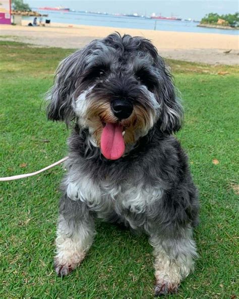 33 Adorable Schnauzer Mixes You Must See With Pictures