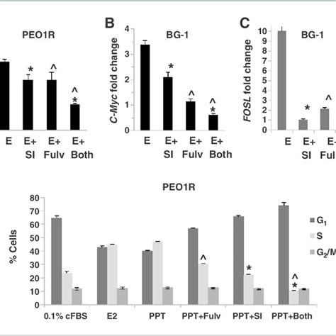 Estrogen Activates Src Ersrc Binding And Er Translocation To The