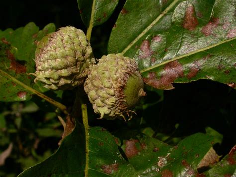 Quercus Macrocarpa Fagaceae