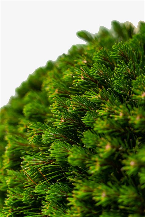 Mugo Pine Trees For Sale Online The Tree Center