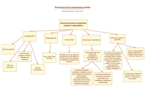 Mapa Conceptual Sobre La Estructura De La Membrana Plasmatica