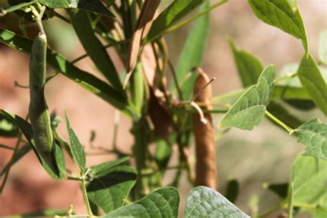 Tepary Beans One Of The Most Drought And Heat Tolerant Crops In The