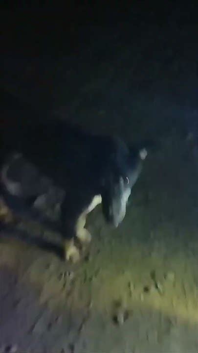 كلبي بورتا Youtube