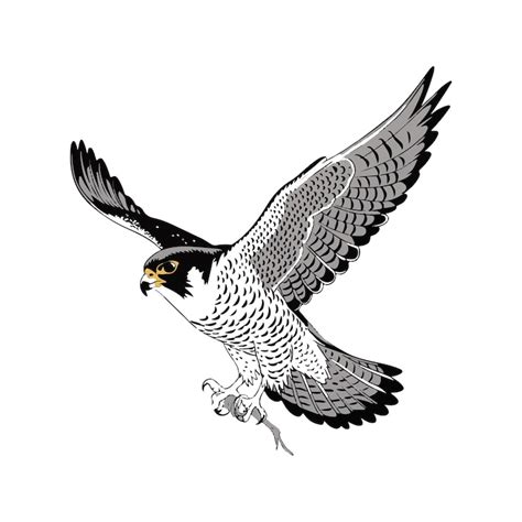 Valk Gedetailleerd Afbeeldingen Gratis Downloaden Op Freepik