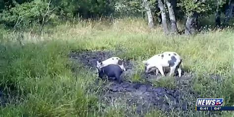 From The Ground Up Feral Hogs Wreak Havoc In Urban Rural Communities