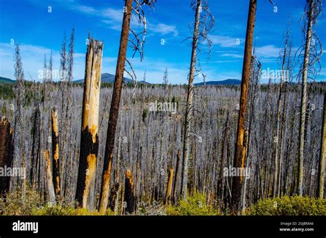 Usa California Lassen Volcanic National Park 2012 Reading Forest