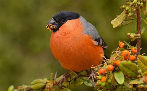 Image Bird Bullfinch Orange Closeup Animals 1920x1200