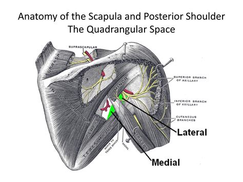 Quadrangular Space Anatomy Human Body Anatomy