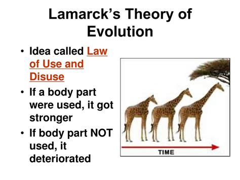Ppt Evolution Population Genetics Powerpoint Presentation Free Download Id 5434270