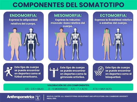 Somatotipo ¿qué Es Anthropometrica