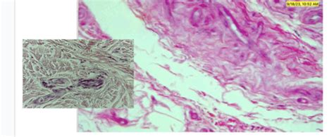 Histology Part 2 Flashcards Quizlet
