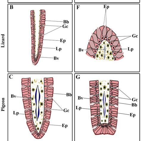 Cartoon Drawings Showing The Mucosal Layer With Detailed Structures In