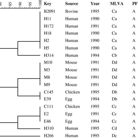 dendrogram of mlva based on the 18 s enteritidis isolates of the same