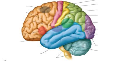 functional areas of cortex diagram quizlet