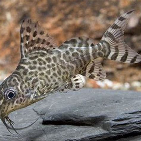 Can Synodontis Catfish Live Together Diy Seattle
