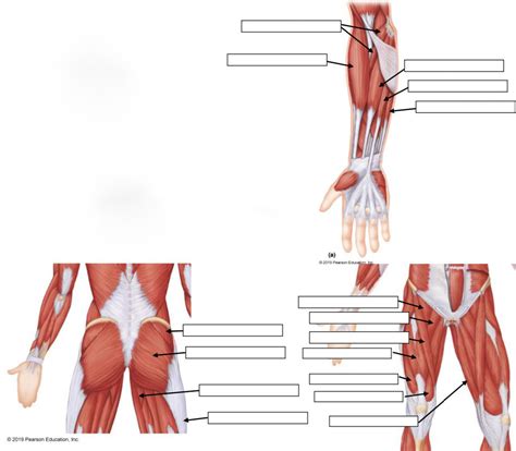 Bio Muscles Diagram Quizlet