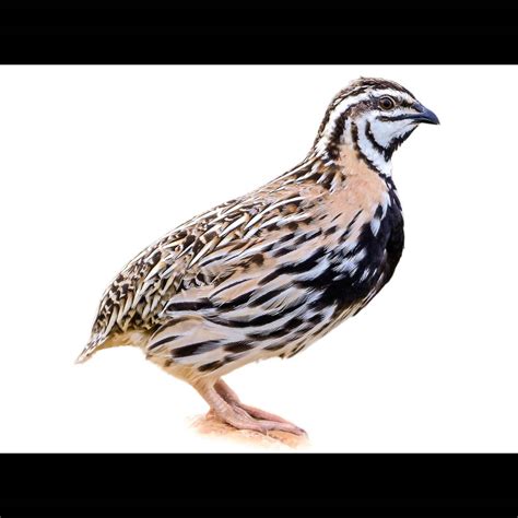 Rain Quail Coturnix Coromandelica Identification Birda