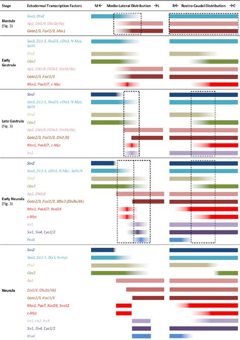 Distinct Regulatory States As Ectodermal Cells Progress Towards