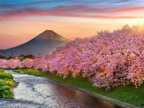 Japans Cherry Blossom Season Is Officially Here Japan Timestravel