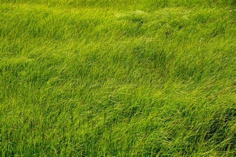 Bright Green Grass Blows In The Wind Stock Image Image Of Holmes