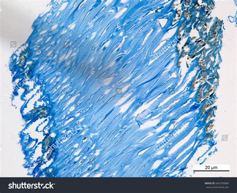 Fruit Under Microscope At Georgia Challis Blog