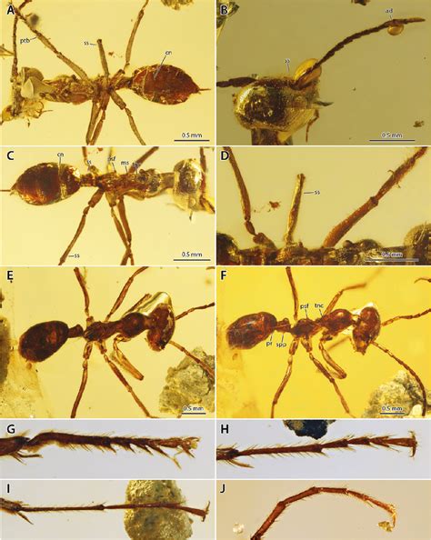 Figure 4 From Evidence For The Evolution Of Eusociality In Stem Ants