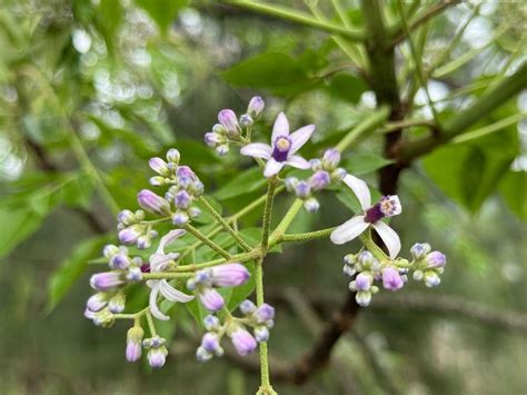 江永：苦楝树花开正艳惹人醉江永县千家峒瑶族乡时节