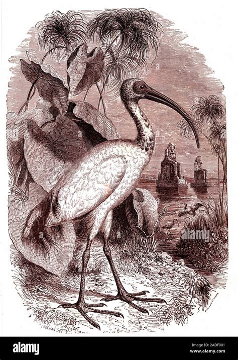 Sacred Ibis Of Egypt 19th Century Illustration The Sacred Ibis