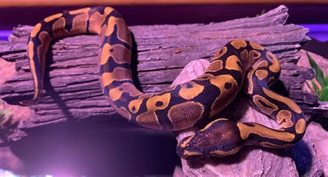 Partho Clutch Ball Pythons Morphmarket Reptile Community