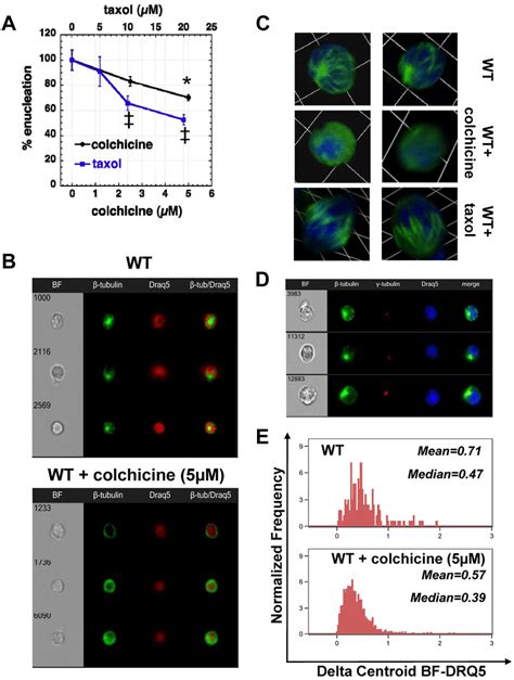 Inhibition Of Tubulin Polymerization Or Depolymerization Impedes Download Scientific Diagram